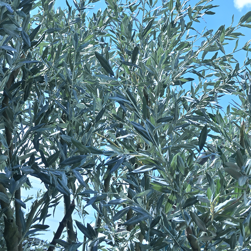 Large Fake Tree indoor olive trees artificial Faux Tree with Natural ...